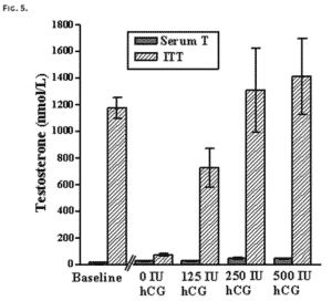 hCG for Men - How to use it to Enhance Testosterone Levels