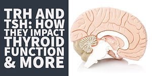 TRH and TSH: How they Impact Thyroid Function & More