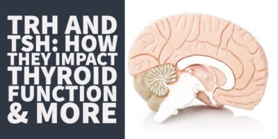 TRH and TSH: How they Impact Thyroid Function & More