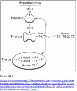 Why Free T3 & Total T3 are the Most Important Thyroid Lab Tests