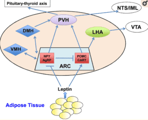 How to Diagnose Leptin Resistance Using Lab Tests & Symptoms